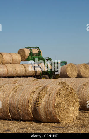 Loading hay bales on to a truck in a field in a farm in Stock Photo - Alamy