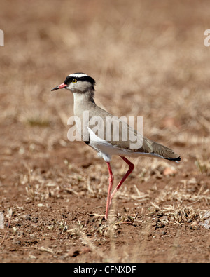 Crowned plover, Vanellus Coronatus, Kruger National park, South Africa ...