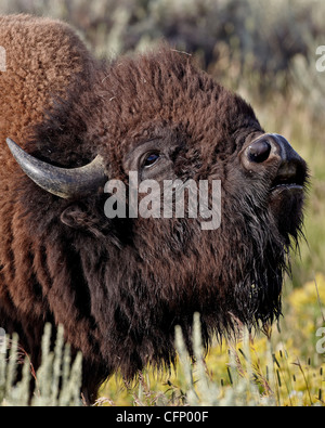 North America; United States; Wyoming; Wildlife; Predators; Canine ...