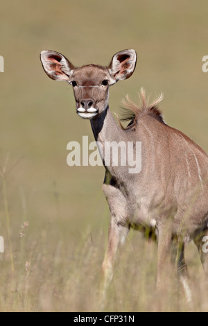 Female greater kudu Stock Photo - Alamy