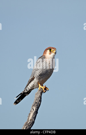 The Red-necked Falcon or Red-headed Merlin (Falco chicquera) is a bird ...