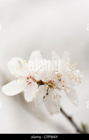 Prunus simonii, Apricot Plum, blossom Stock Photo - Alamy