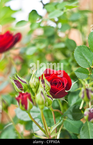 Rosebud fresh rose on a rose bush in a botanical garden, park in spring ...