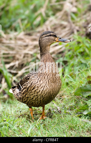 A closeup shot of a female mallard duck floating on a calm pond Stock ...