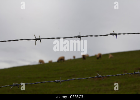 Sheep behind barbed wire fence Stock Photo - Alamy