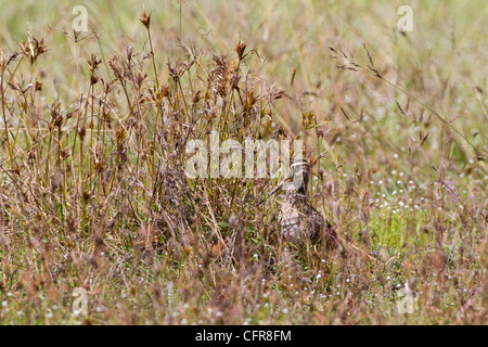 Pintail snipe, Pin-tailed Snipe (Gallinago stenura), in flight, showing ...