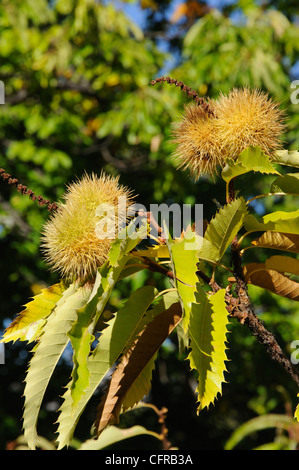 Ripe chestnuts in casings on a white table. Fruit of the tree ...