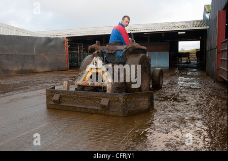 Farmer on tractor cleaning cattle yard with scraper Stock Photo - Alamy