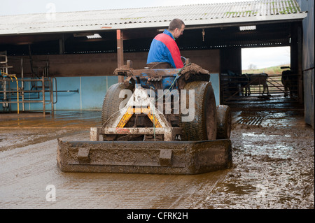 Farmer on tractor cleaning cattle yard with scraper Stock Photo - Alamy