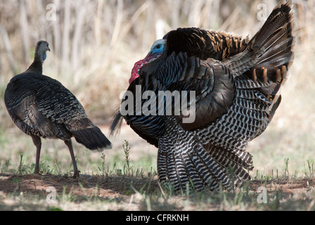 Wild Turkeys Pair Courting Meleagris gallopavo Palo Duro Canyon State ...