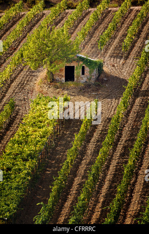 Vineyard and barn in Tuscany Italy Stock Photo - Alamy