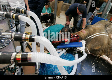 Apr 01, 2007 - Portland, Oregon - Tusko, the Asian elephant, lies ...