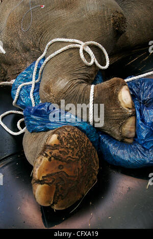 Apr 01, 2007 - Portland, Oregon - Dr. MITCH FINNEGAN, Oregon Zoo lead ...