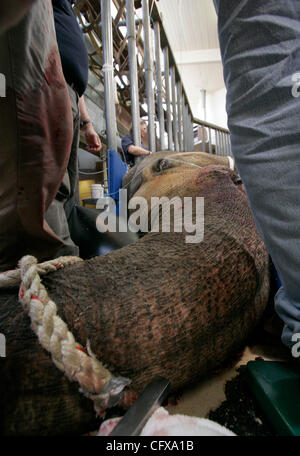 Apr 01, 2007 - Portland, Oregon - Dr. MITCH FINNEGAN, Oregon Zoo lead ...