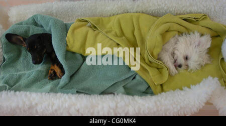 (L-R) A Datsun/Chiuhuahua mix dog and a Maltese puppy recover after ...