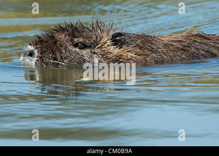 Coypu, also known as the river rat or nutria, is a large, omnivorous ...
