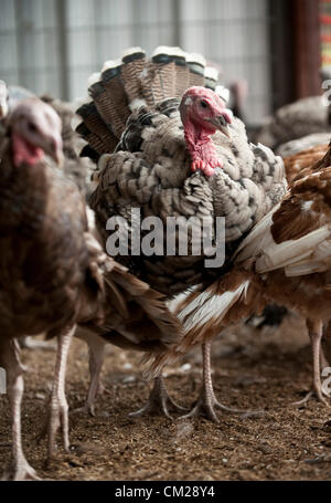 Sept. 18, 2012 - Weatherford, Texas, USA - September 18, 2012 ...