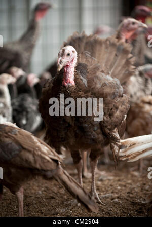 Sept. 18, 2012 - Weatherford, Texas, USA - September 18, 2012 ...