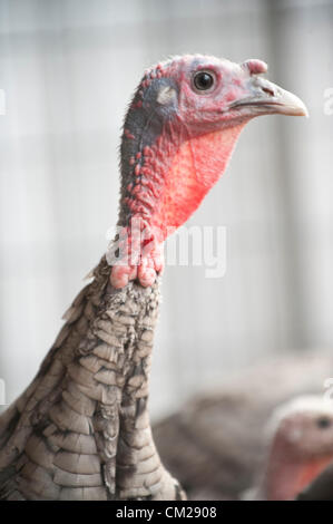 Sept. 18, 2012 - Weatherford, Texas, USA - September 18, 2012 ...