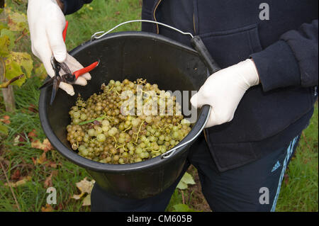 Grape pickers start the 2012 harvest at Denbies Wine Estate in Dorking ...