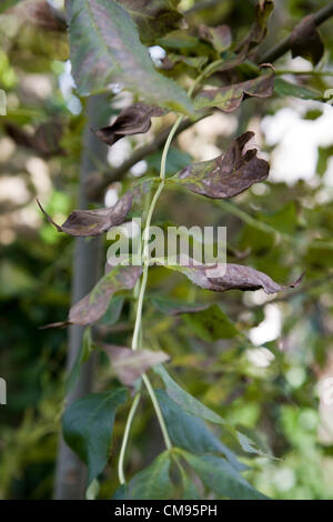 Ash trees with symptoms of Ash Dieback disease Hymenoscyphus fraxineus ...