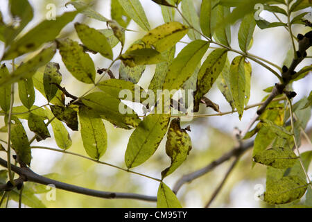 Ash trees with symptoms of Ash Dieback disease Hymenoscyphus fraxineus ...