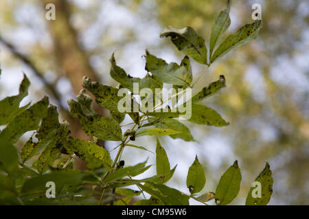 Ash trees with symptoms of Ash Dieback disease Hymenoscyphus fraxineus ...