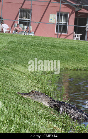 Young American Alligator (Alligator mississippiensis) being captured ...