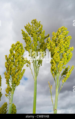 June 13, 2012 - Chimhanda (Village, Zimbabwe - June 13, 2012, Rushinga ...