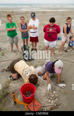 loggerhead sea turtle, loggerhead (Caretta caretta), trapped in a lose ...