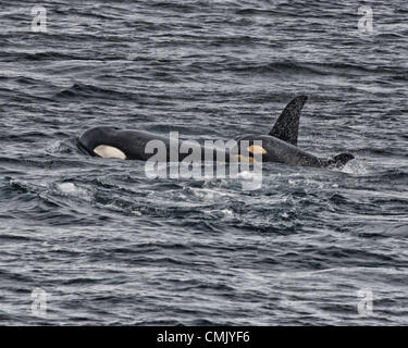 Orca (Orcinus orca) female dorsal fins, East Falkland Island, Falkland ...