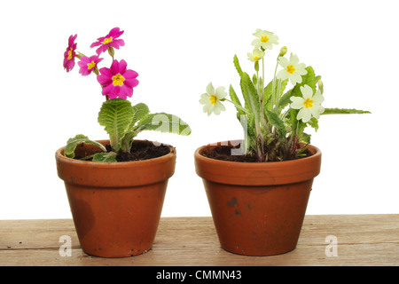 Primula plants with flowers in a terracotta pot Stock Photo - Alamy