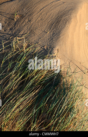 Holme Dunes Nature Reserve on the North Norfolk Coast Stock Photo - Alamy