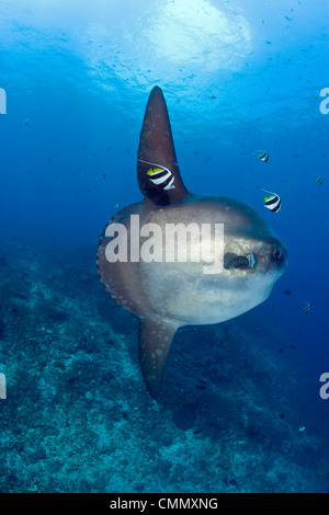 Ocean Sunfish, Mola mola, Bali, Indonesia Stock Photo - Alamy