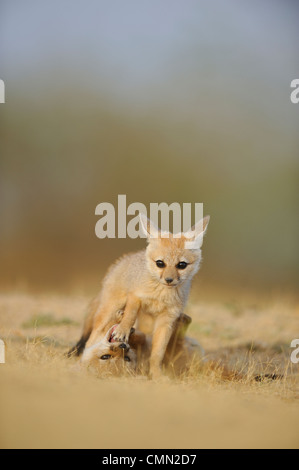 Pups of Bengal fox (Vulpes bengalensis), also known as the Indian fox ...