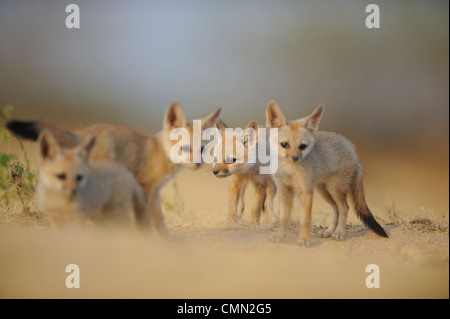 Pups of Bengal fox (Vulpes bengalensis), also known as the Indian fox ...