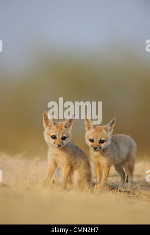 Pups of Bengal fox (Vulpes bengalensis), also known as the Indian fox ...