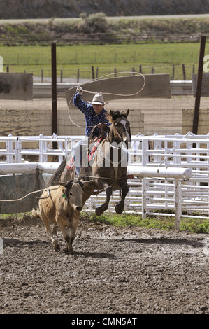 USA, Salmon, Idaho, Tie-Down Roping, High School Rodeo Stock Photo - Alamy