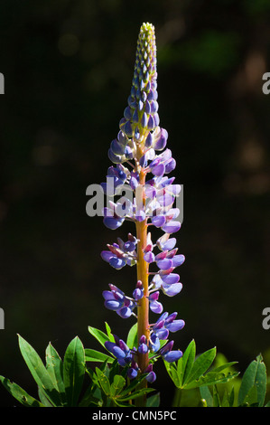 lupinus polyphyllus or blue pod lupine on the side of a path to glacier ...