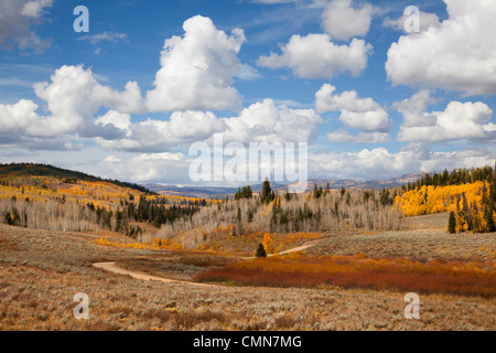 Utah; Uintah National Forest, Soapstone Basin Road Stock Photo - Alamy