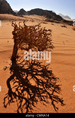 Bush in harsh desert conditions Stock Photo - Alamy
