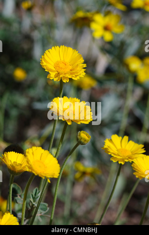 Desert Marigold flowers Stock Photo: 47183973 - Alamy