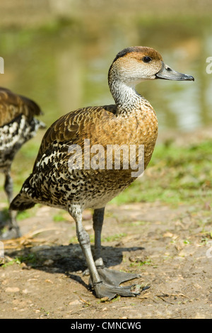 Cuban Whistling Duck /Cuban Tree Duck-Dendrocygna arborea-Family ...