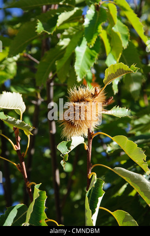 Ripe chestnuts in casings on a white table. Fruit of the tree ...