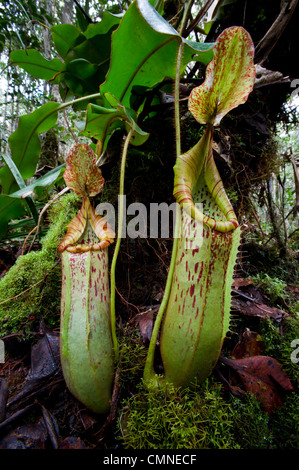 Nepenthes hybrid borneo Stock Photo - Alamy