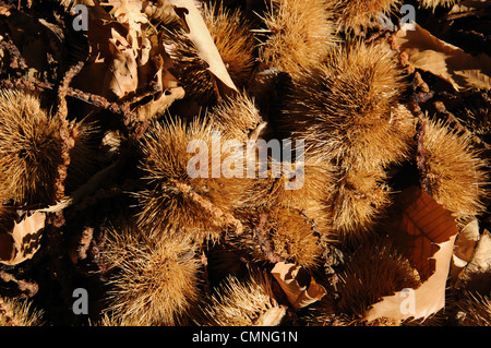 Ripe chestnuts in casings on a white table. Fruit of the tree ...