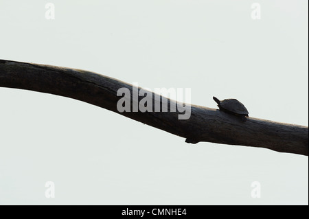 Indian tent turtle (Pangshura tentoria Stock Photo - Alamy