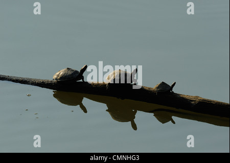 Indian tent turtle (Pangshura tentoria Stock Photo - Alamy