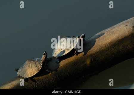 Indian tent turtle (Pangshura tentoria Stock Photo - Alamy