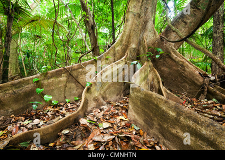 Buttress roots of a rainforest tree. Daintree National Park, Queensland ...